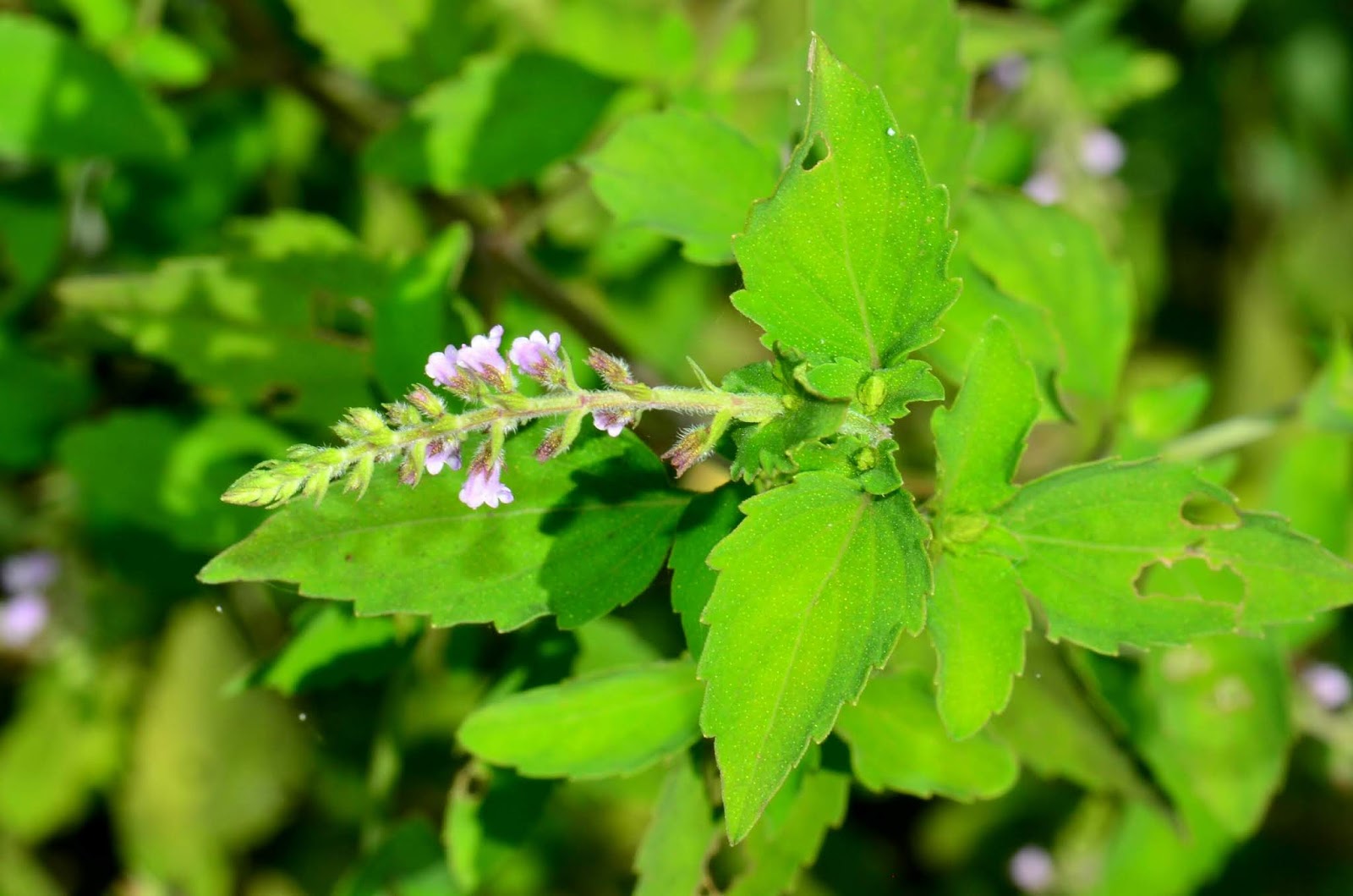 石薺薴 Mosla scabra 【唇形科】