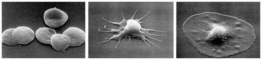 Genmol: Citoesqueleto