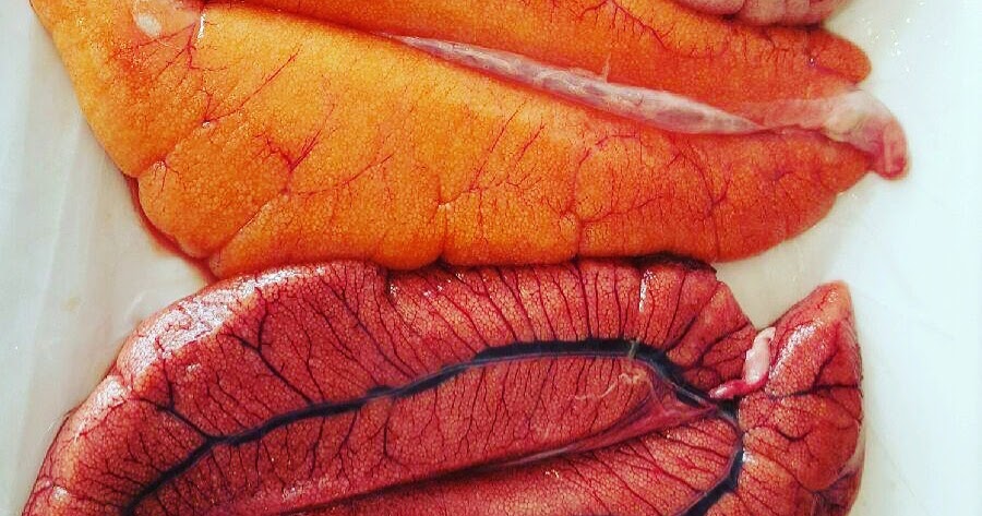 The Edible Ocean: Spring Is Coming, Roe With It