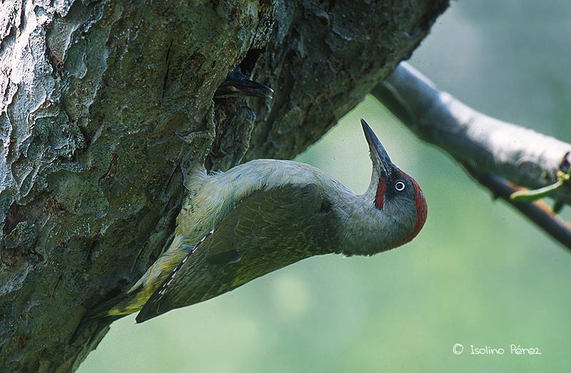GUIA DE LA FAUNA DE GIJON: Pito real.