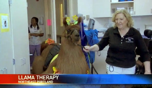 Four legged friends (and enemies): Therapy llamas making a difference ...