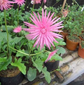 Aneka Tanaman: Aneka Jenis Tanaman Bunga Garbera