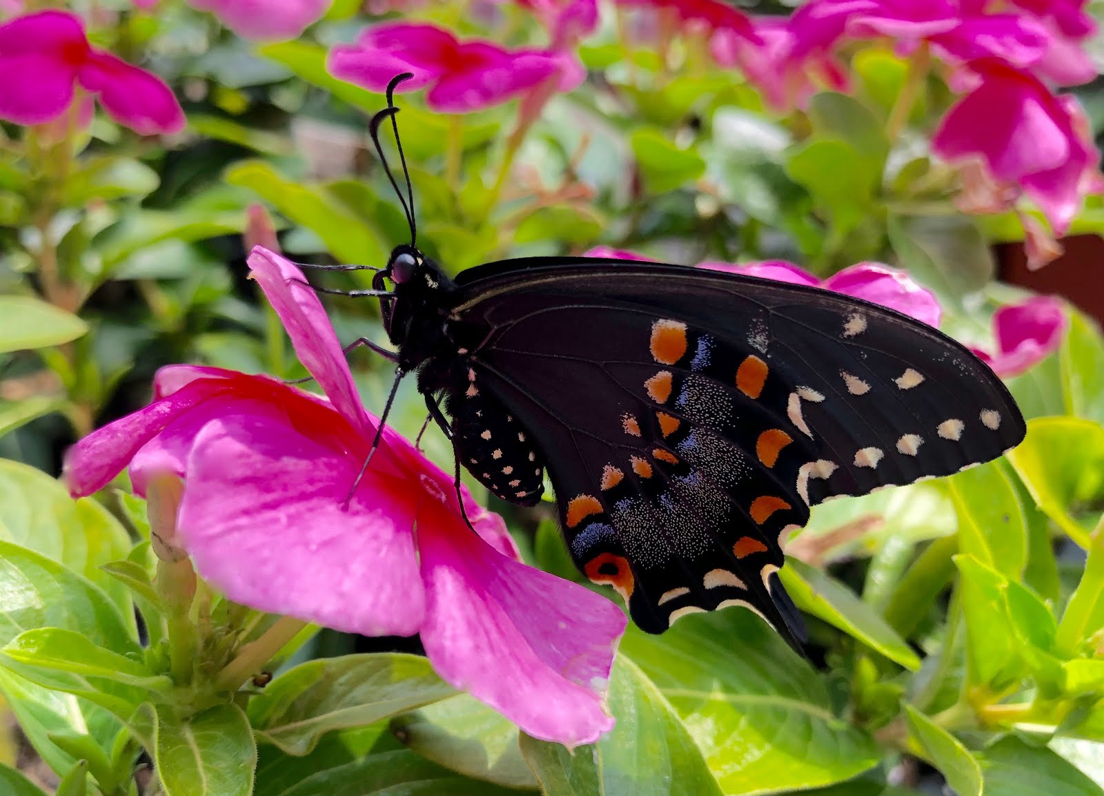 It's All About Purple: A Butterfly Update