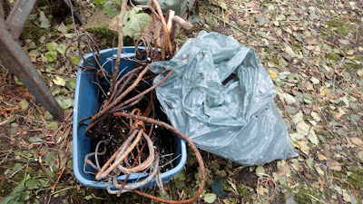 Giihlgiigaa - Haida Weaver: Spruce Root Gathering Pictures