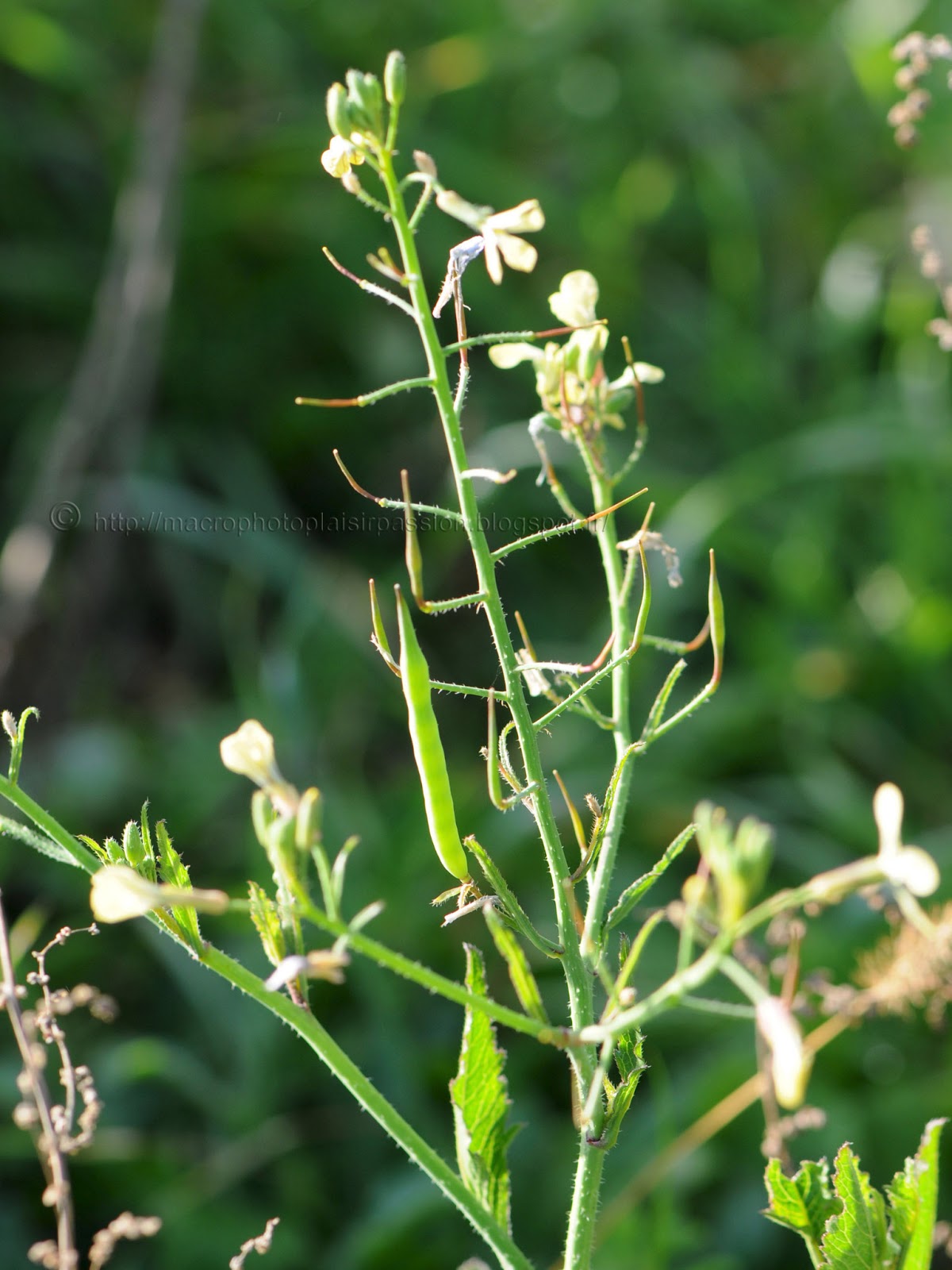 Macrophoto plaisir passion: La Ravenelle, Raphanus raphanistrum