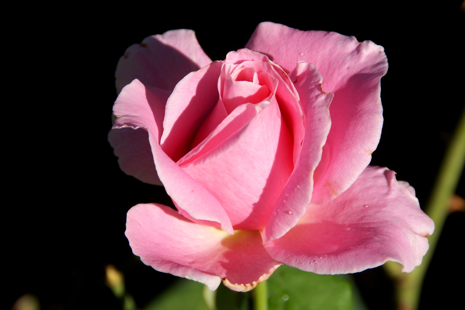 Organic Garden Dreams