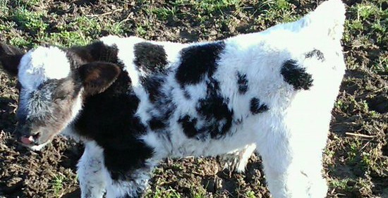 Executive Sires, Inc.: Awesome Colored Bojo Bull Calf Picture!