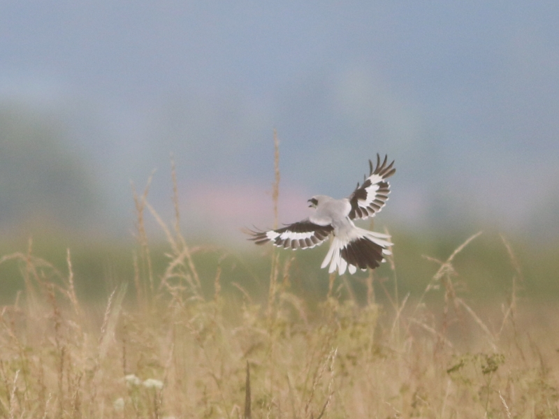 Na ptaki: stycznia 2017