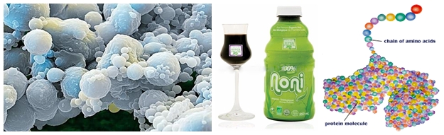 Noni Juice: An Amazing Source of Protein and Health Benefits