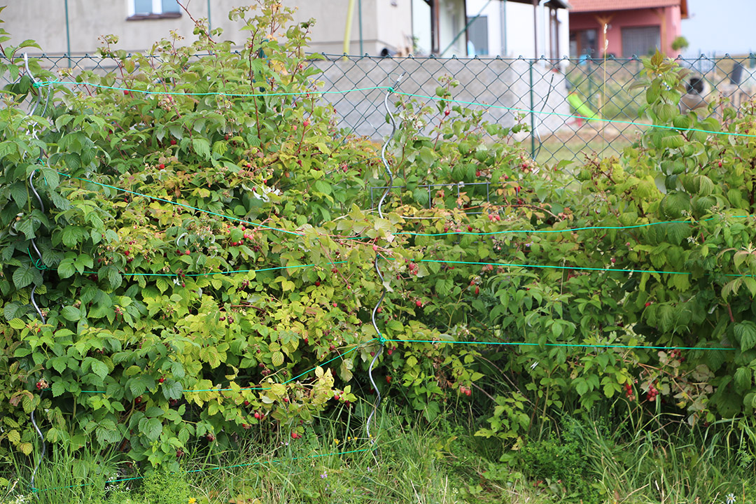 Cesta za pestrým živým plotem | Vysněná zahrada