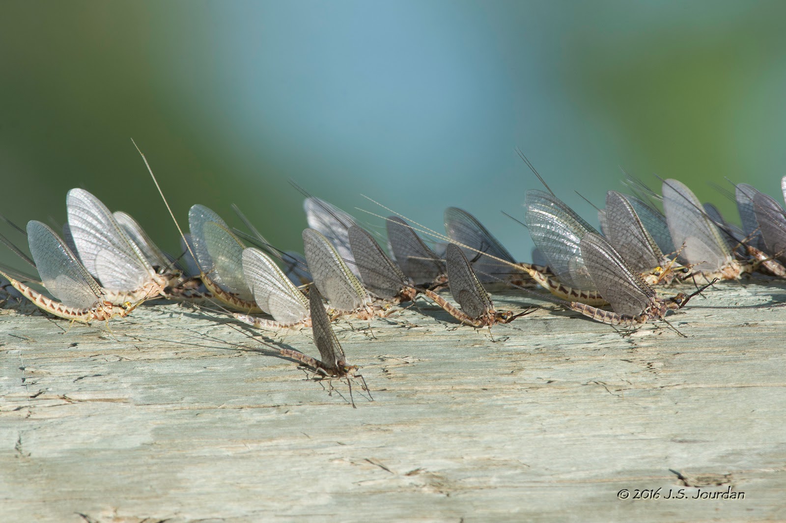 Mayflies and a Stupid Camera! - 25 Jun 2016