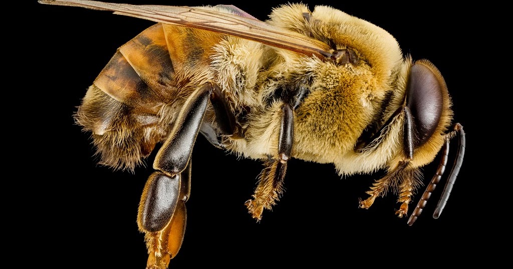 CORONA APICULTORES: LA IMPORTANCIA DEL ZÁNGANO EN LA COLMENA