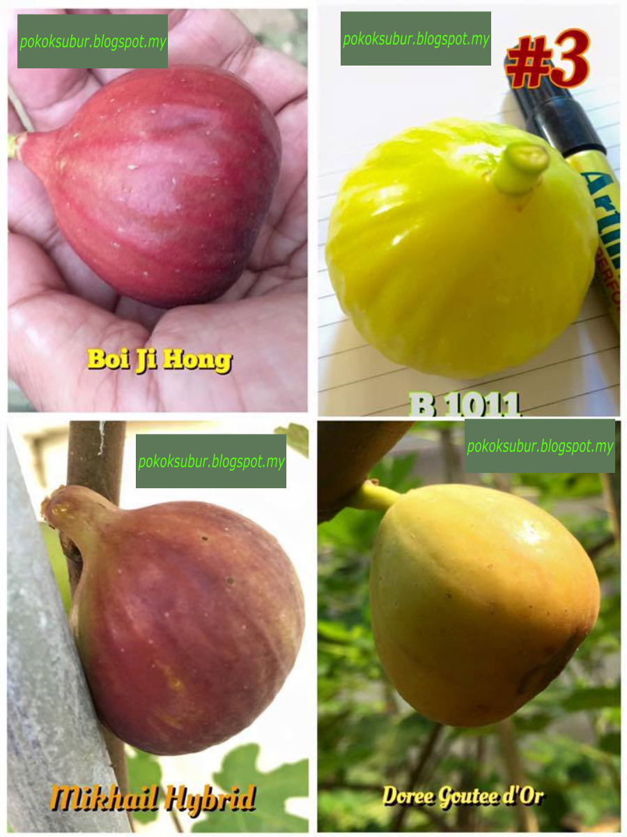 POKOK SUBUR - Teknik penanaman supaya POKOK SUBUR: PRODUK