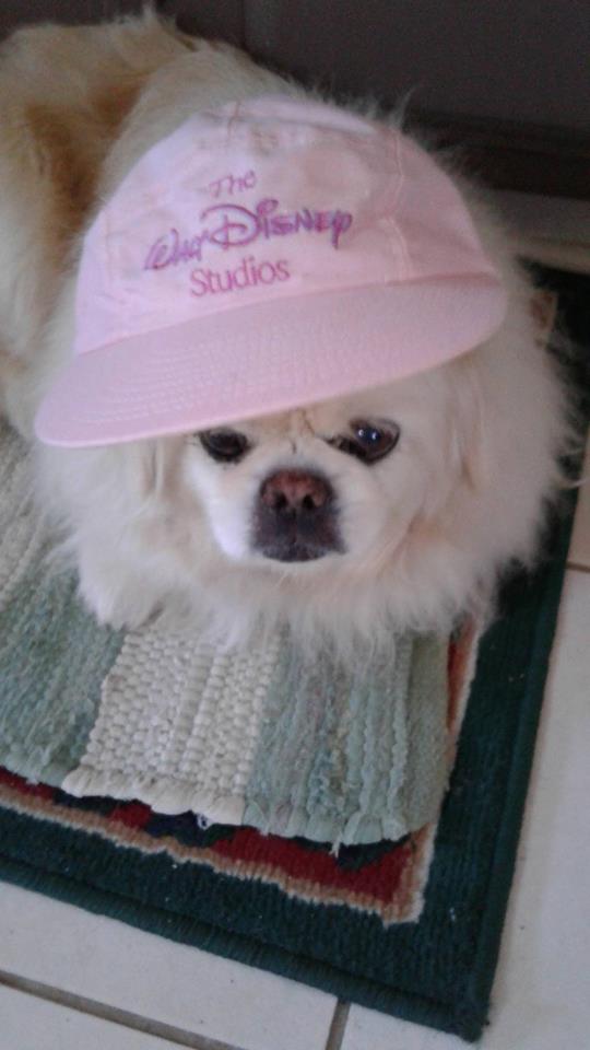 Must Love Pekes: BRIDGET-- LITTLE BEAUTY