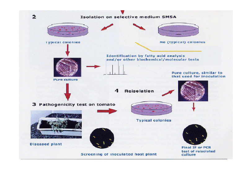 Mayang fg: CARA IDENTIFIKASI BAKTERI
