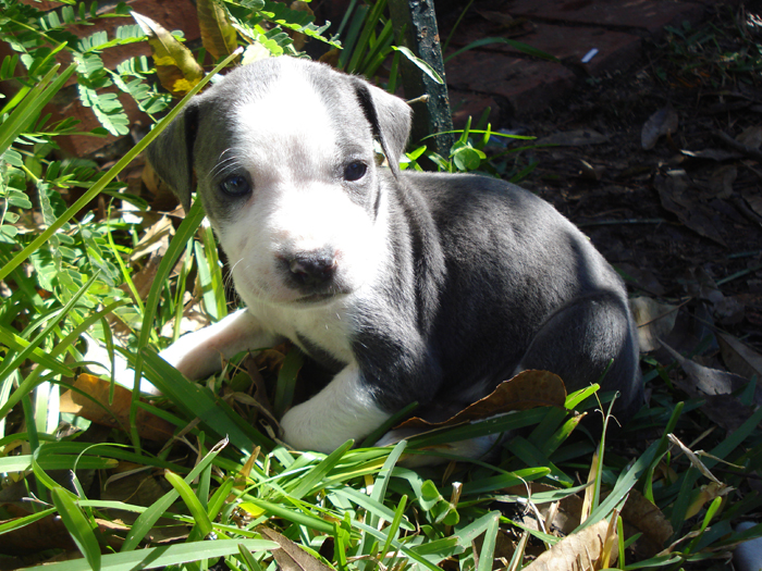 Raising Toot and Roxy: 5 weeks old pitbull puppies