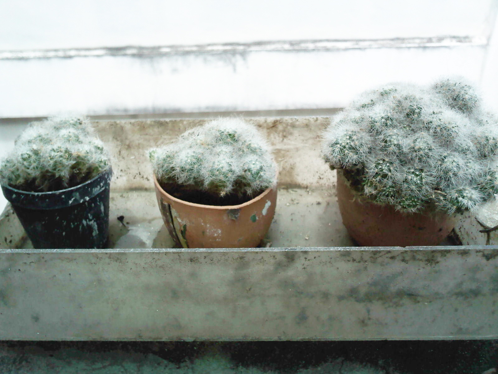 Cactus Lover: What to do when cactus is rotting???