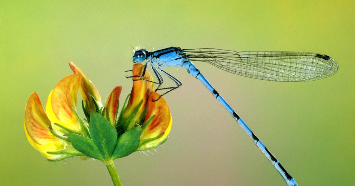 Gambar-Gambar Capung yang Sangat Cantik