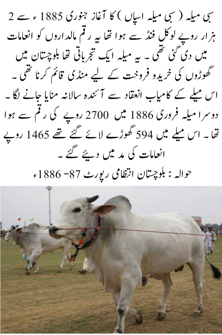 Historical Mela ( Horse Fair Sibi). | Sibi District of Balochistan ...