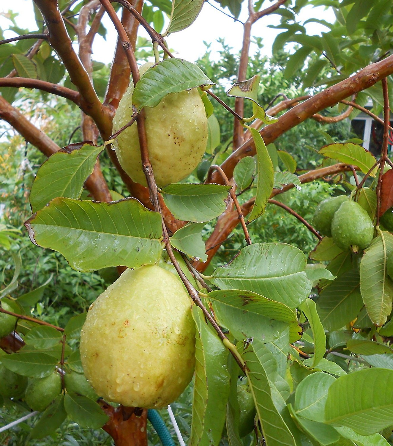 White Florida Pear Guava