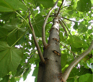 Arborele Paulownia, copacul viitorului (galerie foto)