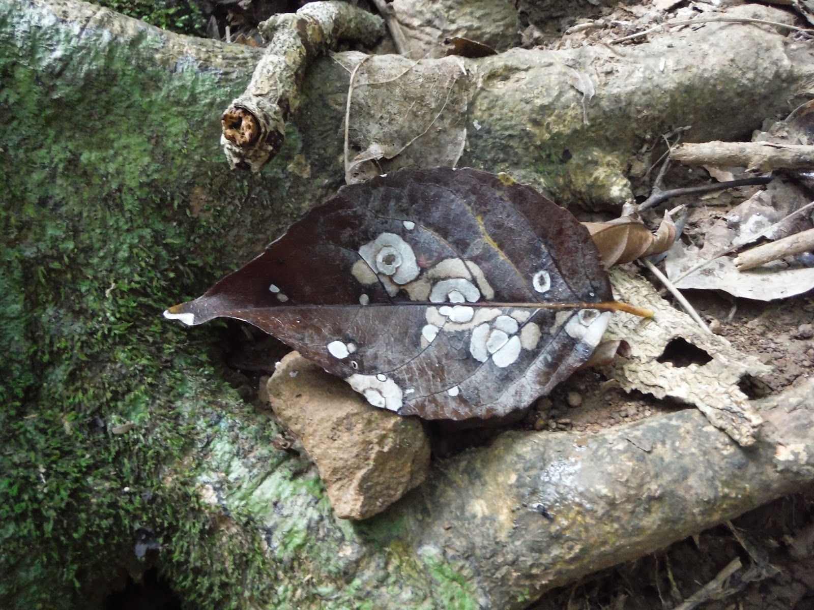 Ramirez Family: RAROTONGA, COOK ISLANDS FLORA AND FAUNA