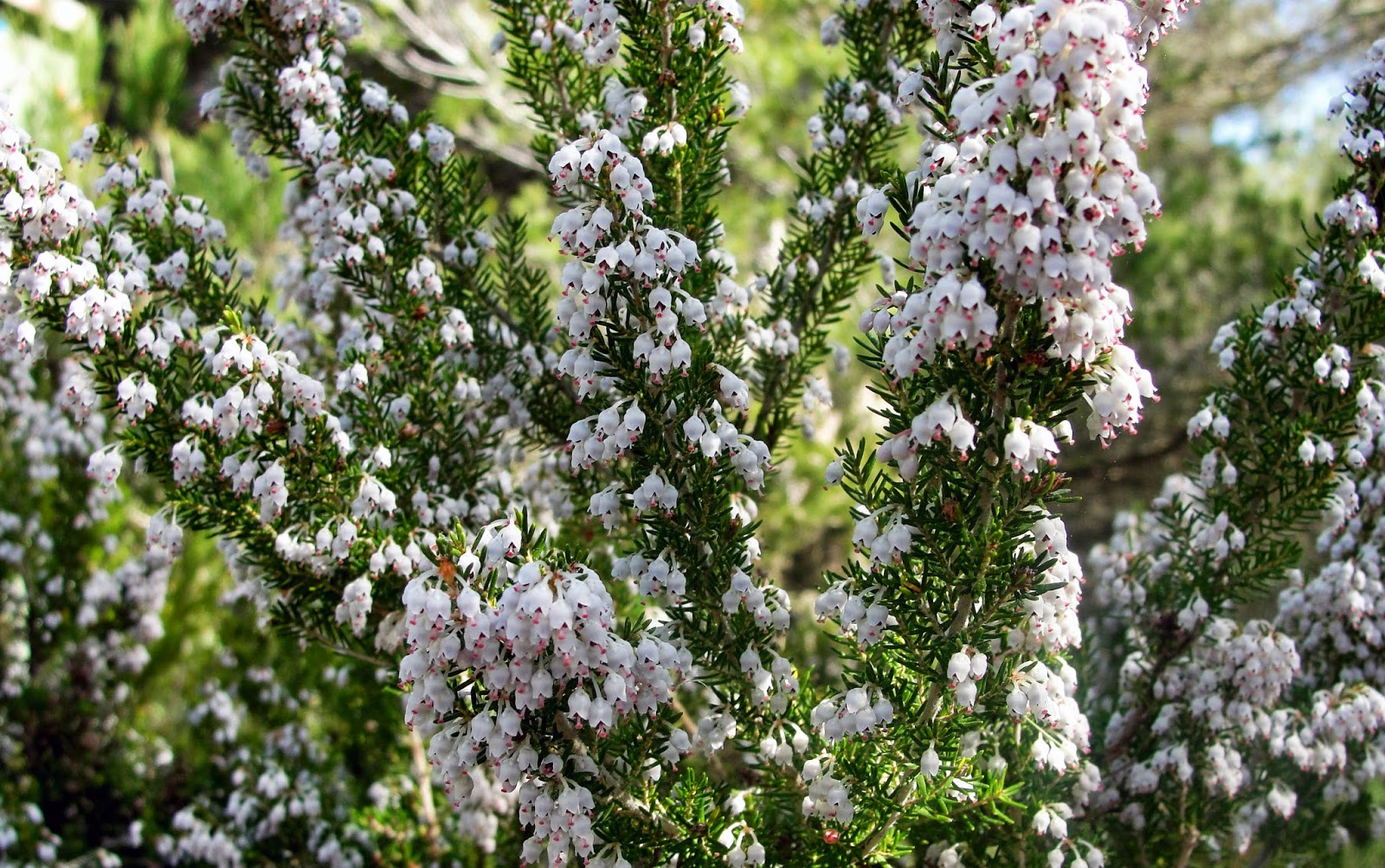 imatges de menorca: PLANTES DE MENORCA: BRUC (Erica arborea L.)