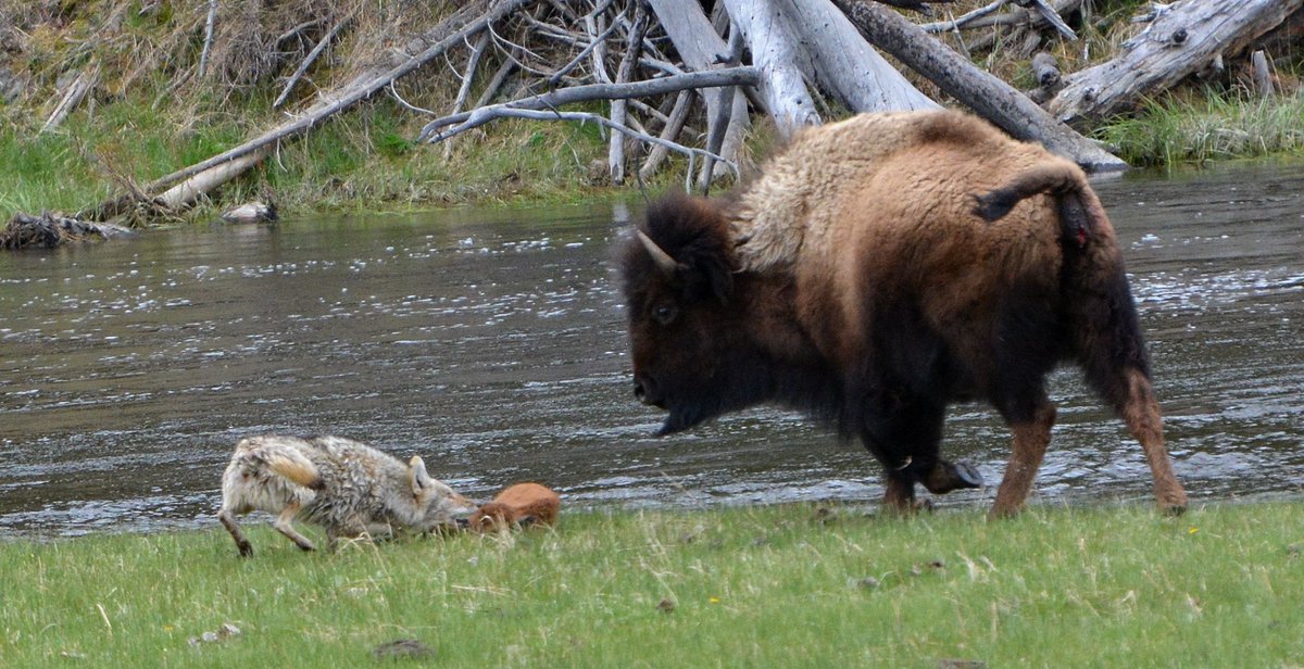 Wolf Attacking Bison