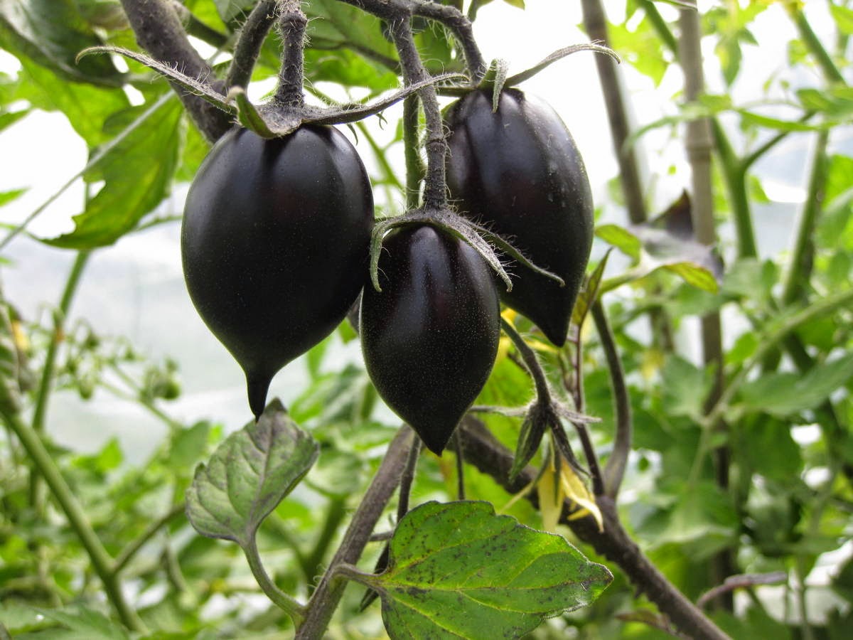 Mostly Tomato Mania: Shadow Boxing, bred by Tom Wagner