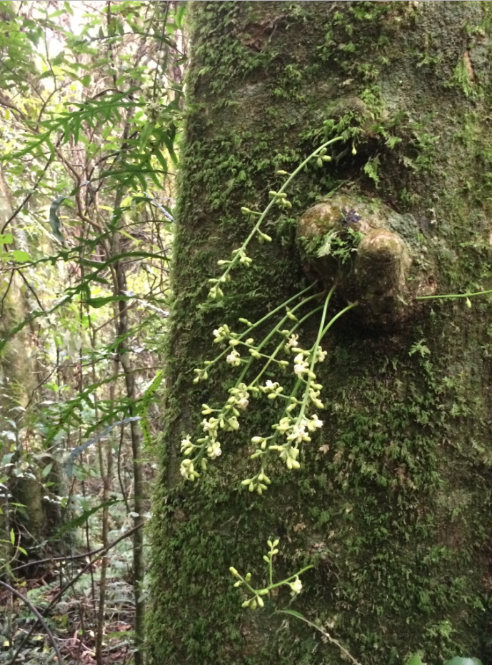 Explore and Discover Nature: Unusual Trees of Aotearoa - cauliflory and ...