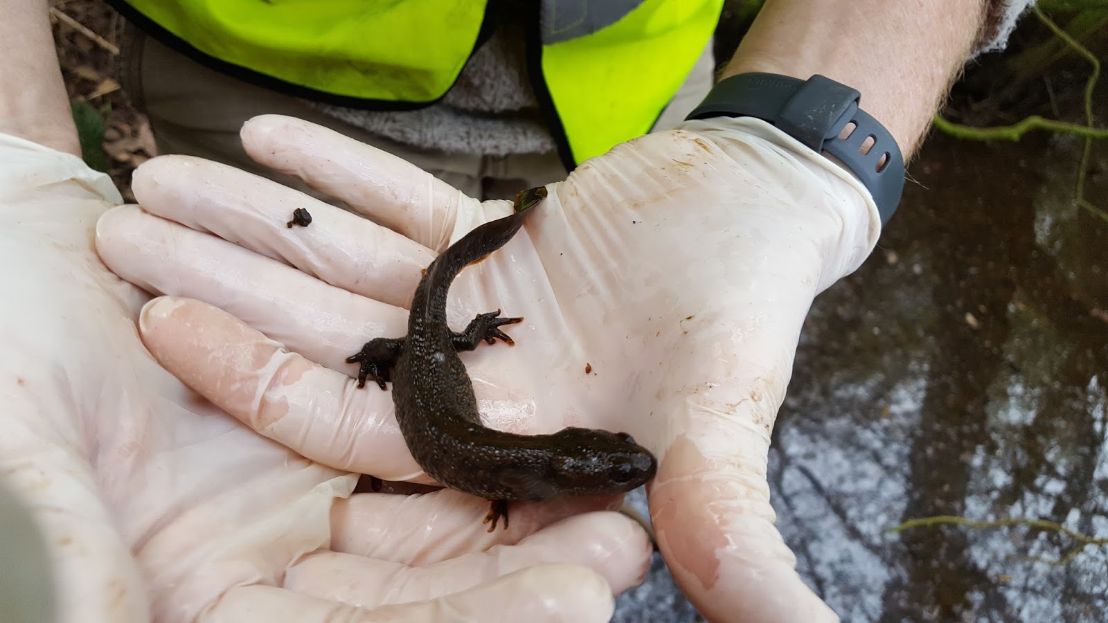 A Field Notebook: A newting we will go! Live update!