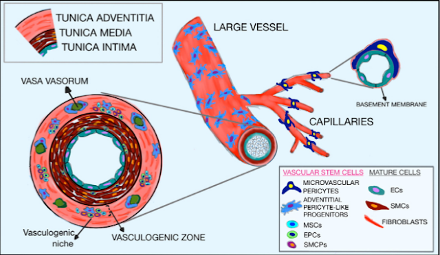 Sociedad de Biólogos Latinoamericanos: Las células perivasculares y sus ...