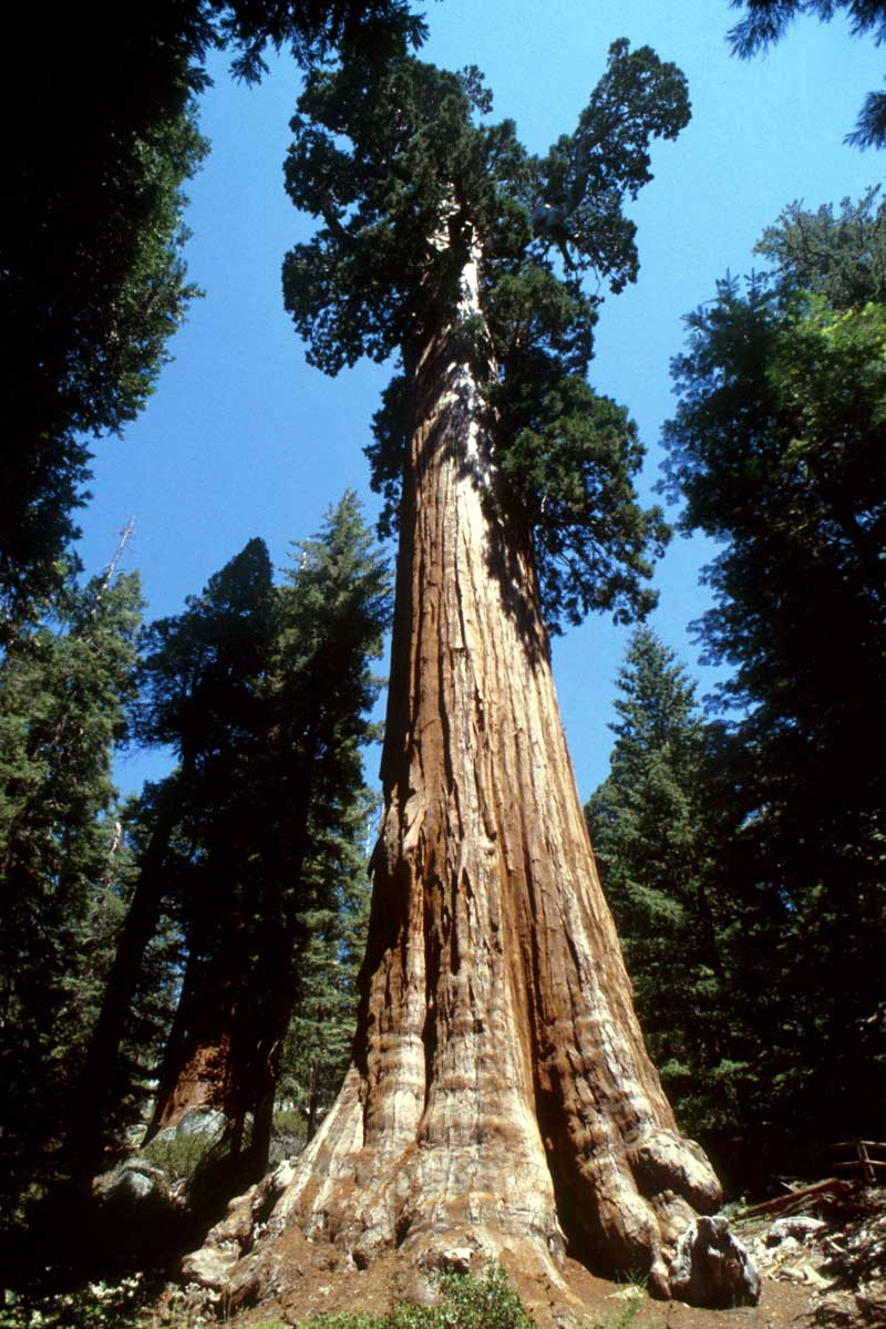 Arbor: A sequoia-gigante