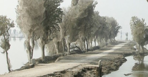 Get ready for surprise: The ghost trees of Pakistan....
