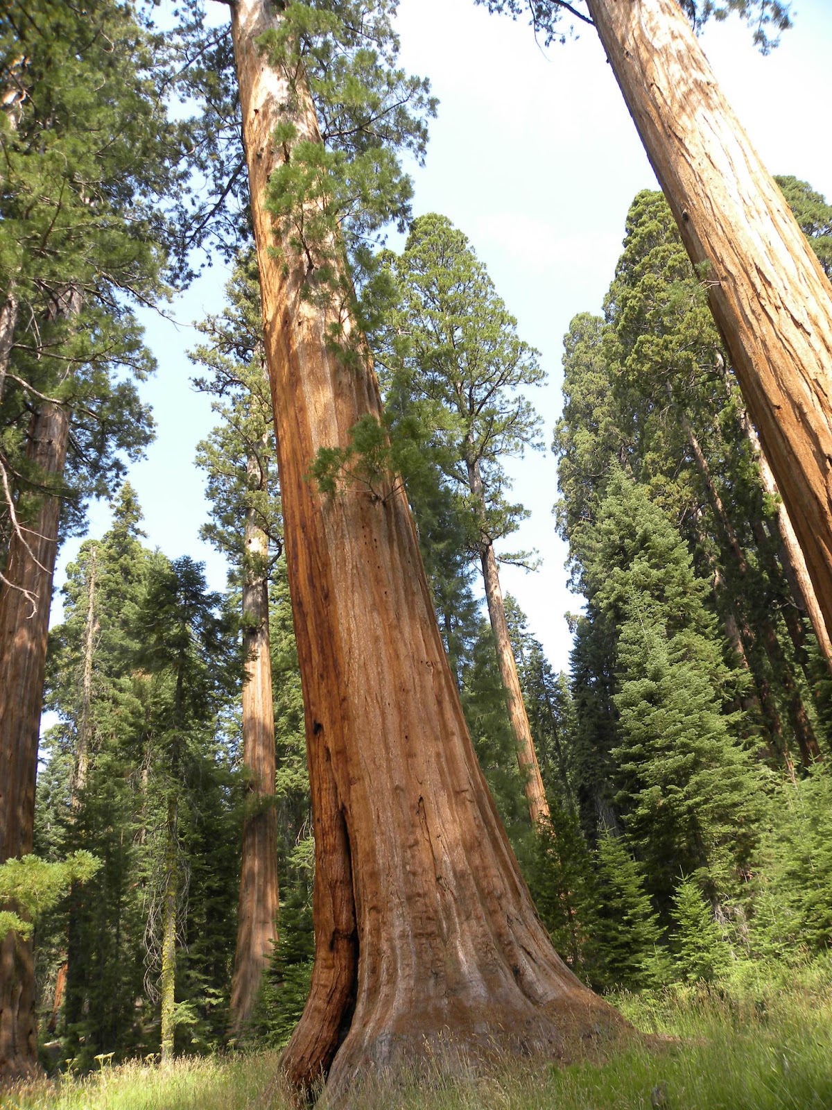 Family Adventures: Exploring Giant Sequoia Trees