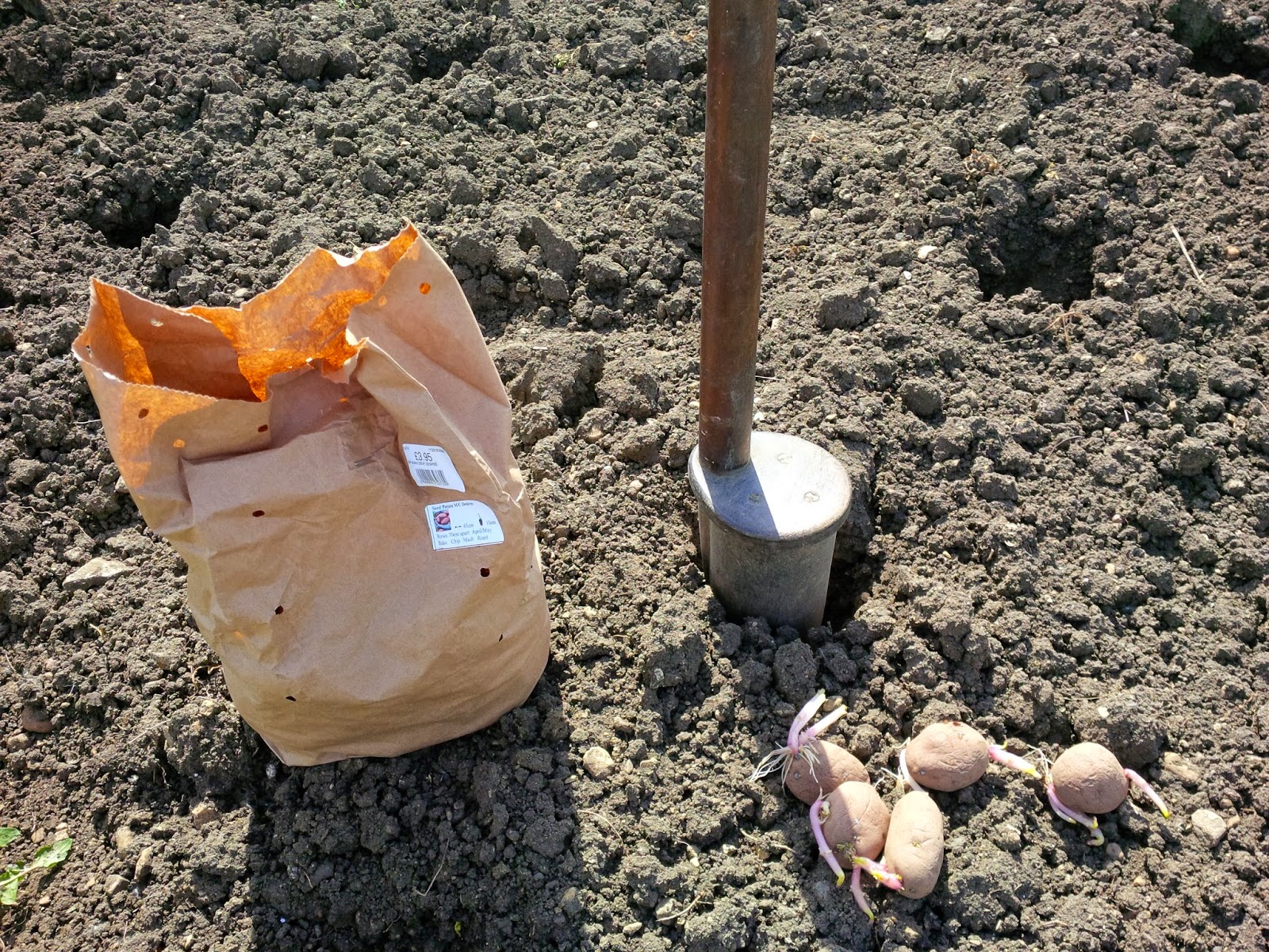 justthoughtsnstuff: spam..., bike maintenance, spud planting, maris ...