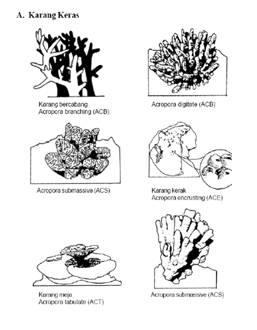 BELAJAR KARANG: Bagaimana Melakukan Survei Karang dengan Metode Line ...