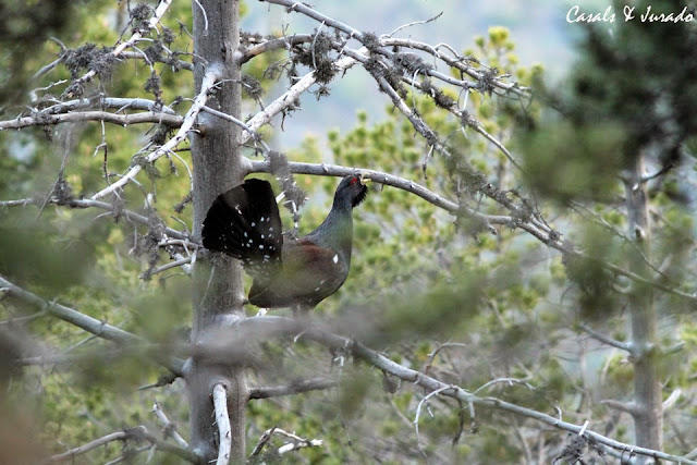 CRÒNIQUES NATURALISTES: FOTOS D'ALTRES GRUPS D'AUS