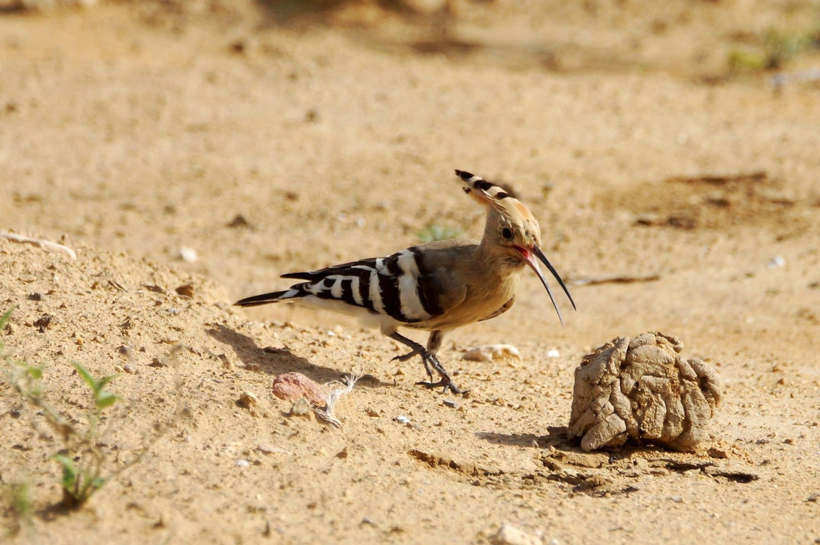 Beautiful Birds of Pakistan - 3 ~ Jaho Jalal