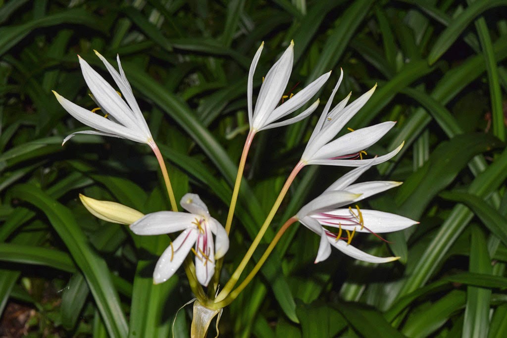 MARIETTE'S BACK TO BASICS: {Crinum Americanum - Swamp Lily}