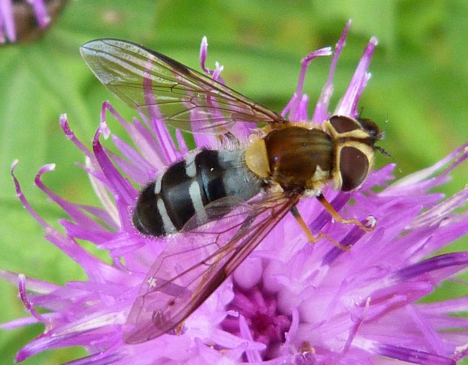 Insects of Scotland: Hoverflies