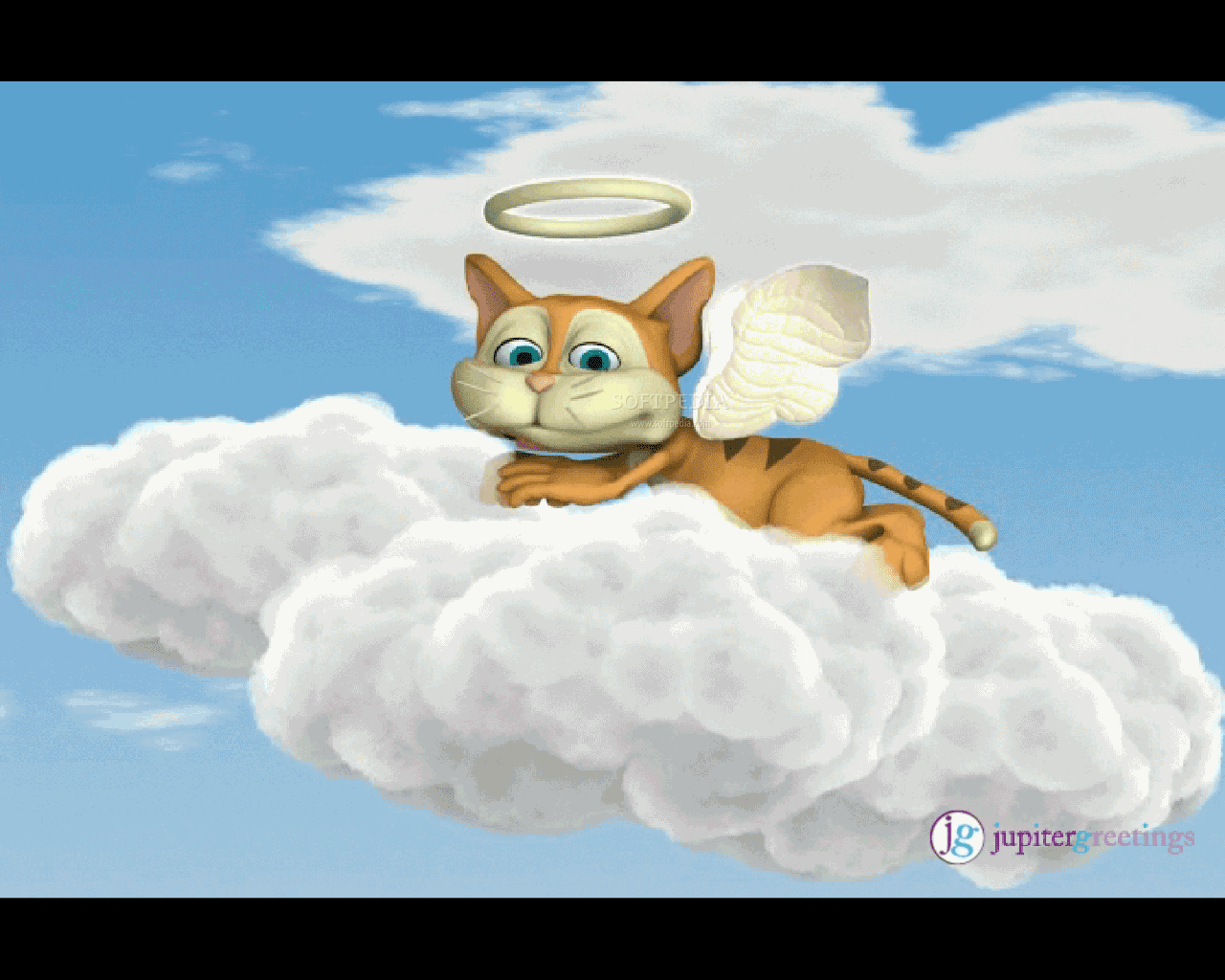 Funny angel cat ~ unique animal wallpapers