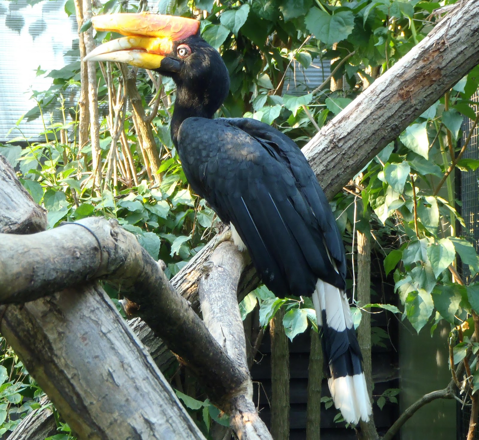 pan-Aves: Dinosauři v Zoo Praha, díl 3. – Afroaves