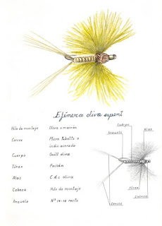 Artificial flies for fishing drawings and paintings: EPHEMEROPTERA
