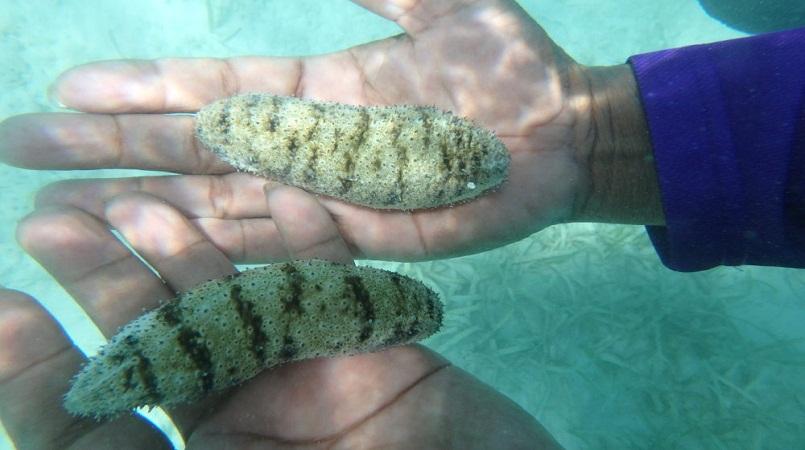 New hatchery to strengthen Vanuatu’s sandfish industry - Papua New ...
