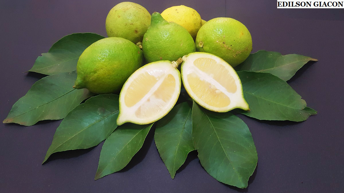 Viveiro Ciprest - Plantas Nativas e Exóticas: Limão Doce ( Citrus limetta )