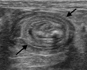Veterinary Key Points: Intussusception in Dogs and Cats: How to Make ...