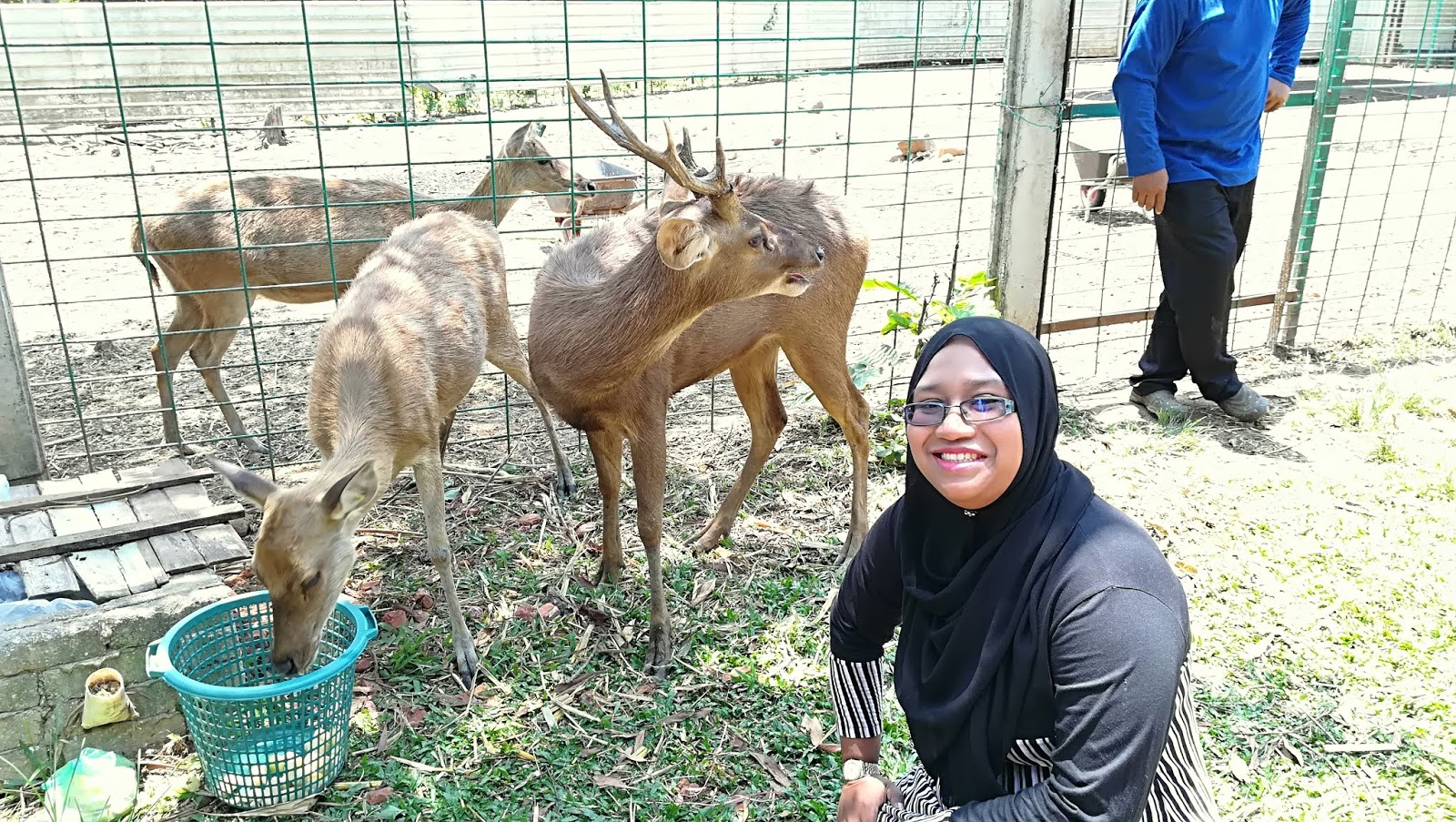 BATAS UBI DEER FARM: RESTORAN DIY GRILL - MENIKMATI GRILL DAGING RUSA ENAK