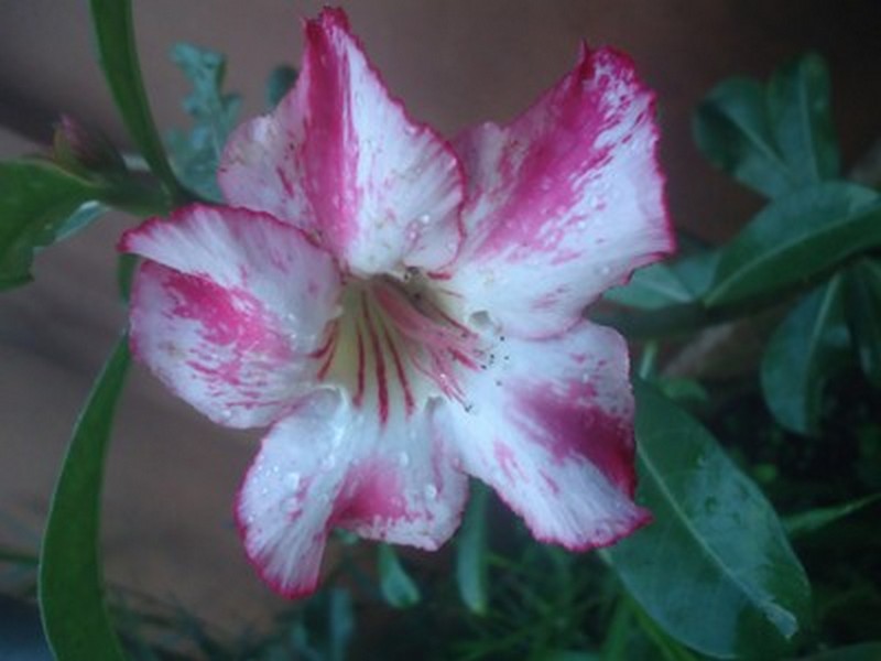 Wallpaper bunga adenium merah putih - Rumah Daun Muda
