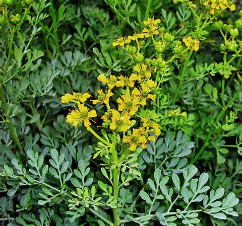 Rue Plant